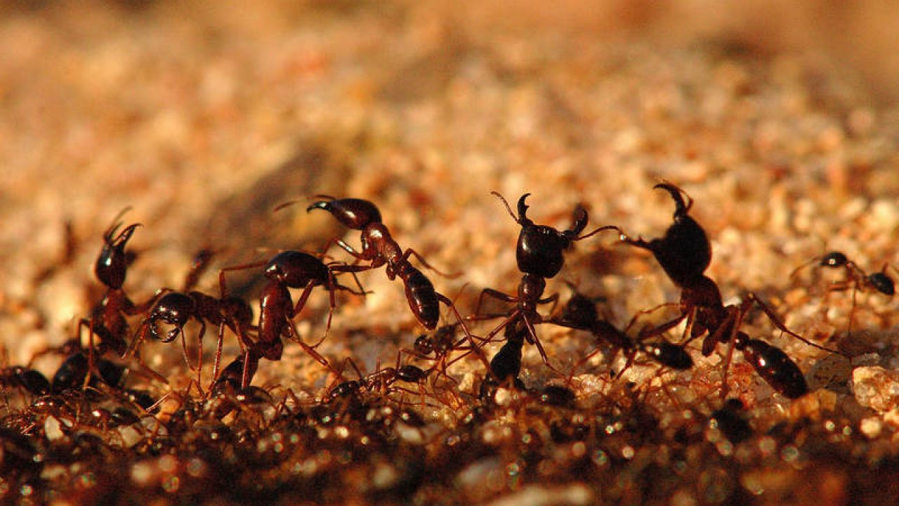 A Giant Ant Atacking People