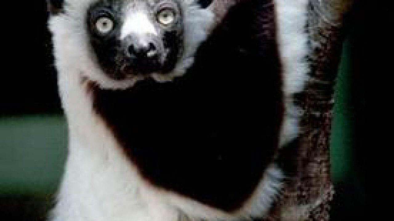 Zoboomafoo Puppet